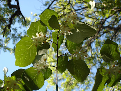 Bamberger Ranch Journal: Research That Follows Work
