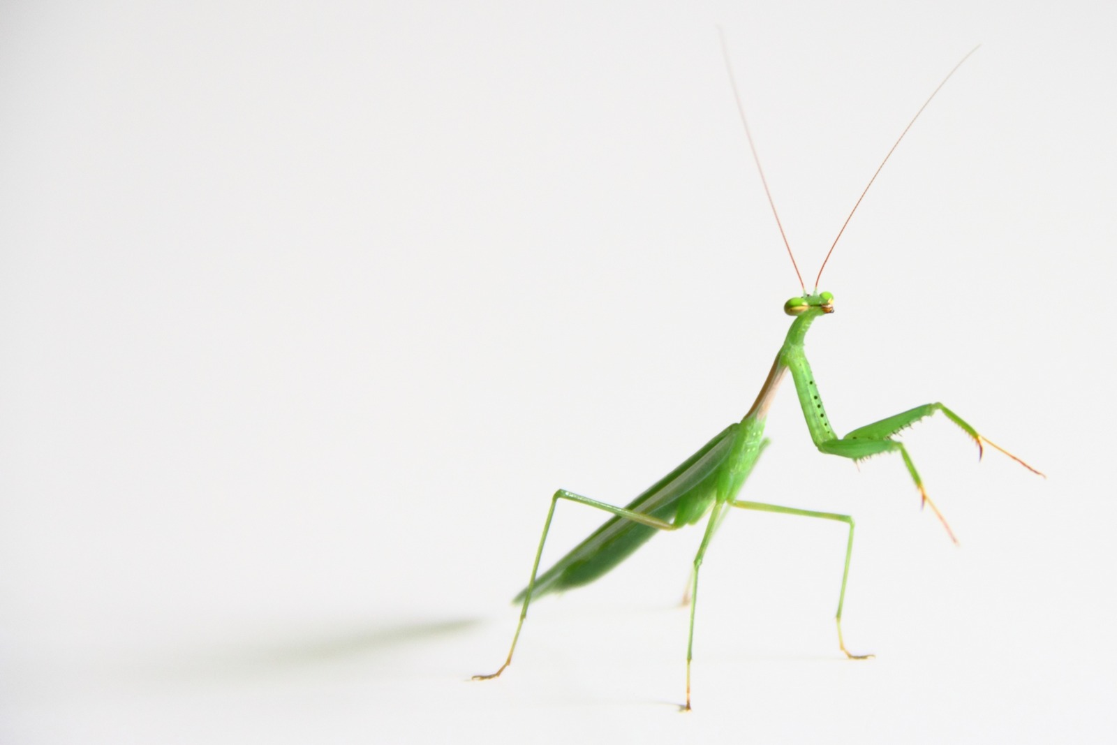 Praying Mantis Model | PhotoTale