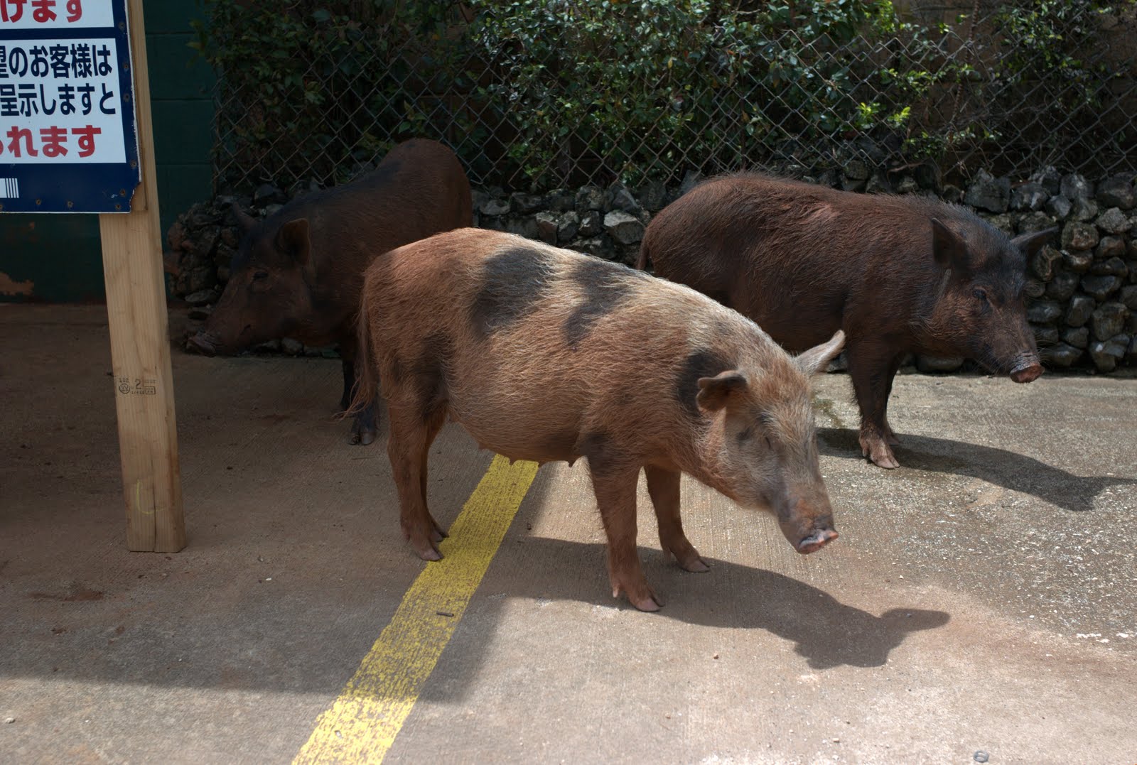 Nagoya, Nagoya desu: Guam, Just Above Sea Level