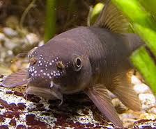 The Jade Lotus : Super Soft Skin with Garra Rufa Fish