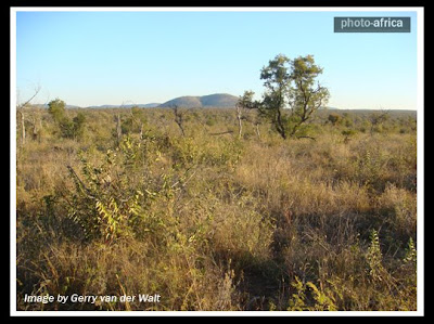 Photo-Africa: African Wildlife, Nature & Environmental Photography ...