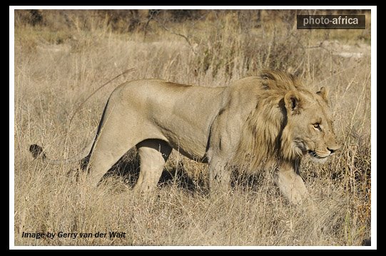 Photo-Africa: African Wildlife, Nature & Environmental Photography ...