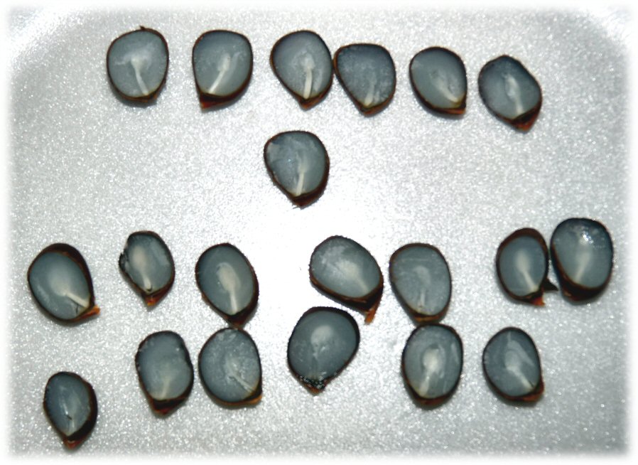 persimmon tree seed
