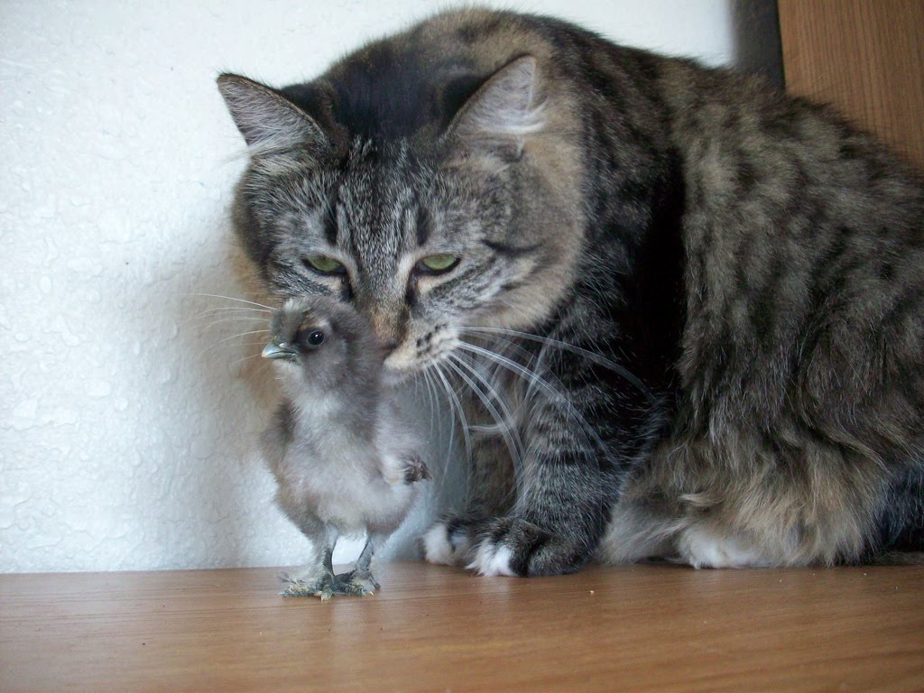 Cat and chicken pictures ~ Pretty Cat's