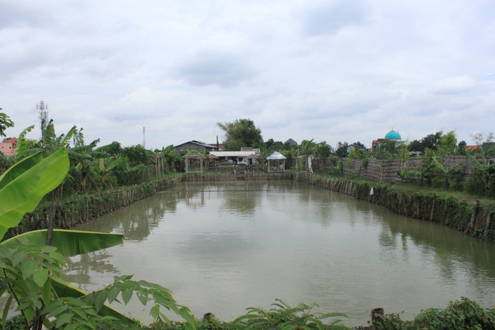 KOLAM PANCING WARU PUTIH