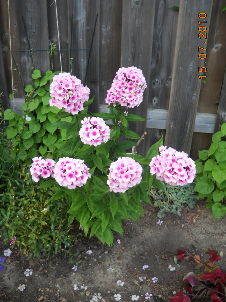 Dor de Vara : Phlox Paniculata, Brumarele