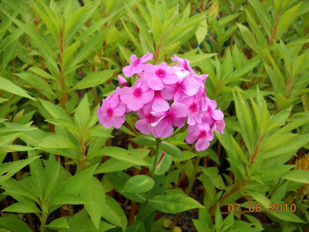 Dor de Vara : Phlox Paniculata, Brumarele