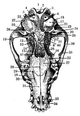 Pablo francia bulldog: A kutya anatómiája