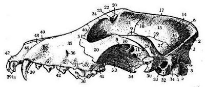 Pablo francia bulldog: A kutya anatómiája