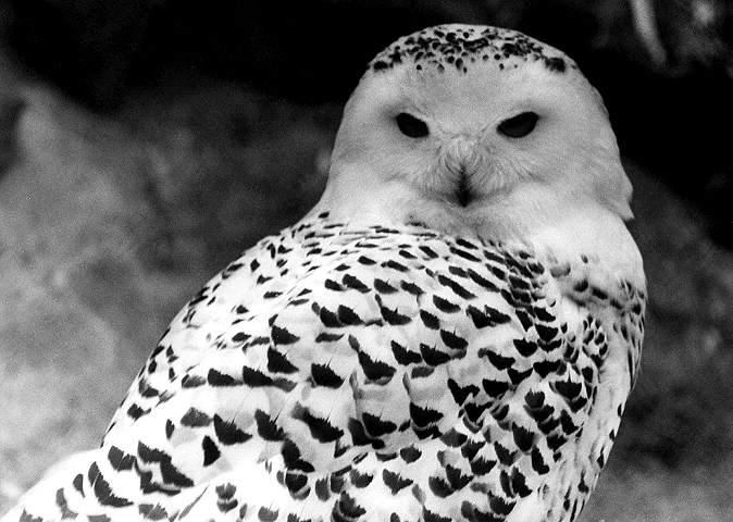 O Divljim i Pitomim Ljubimcima... =DD: Sova... =]