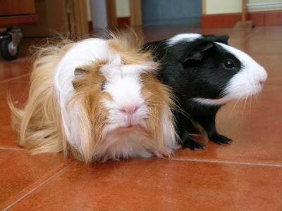 Guimo - JungleKey.pt Imagem