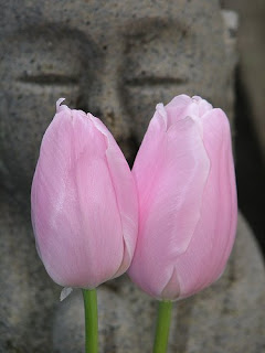 beautiful dera flowers