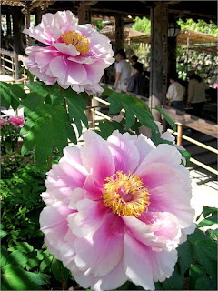 beautiful dera flowers