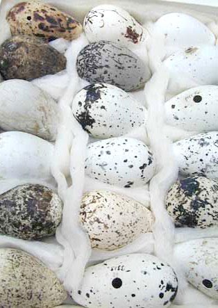 oklahoma tinctoria: April 2010