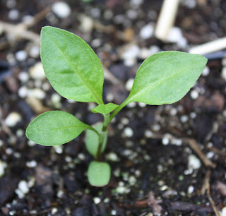 oklahoma tinctoria: May 2010