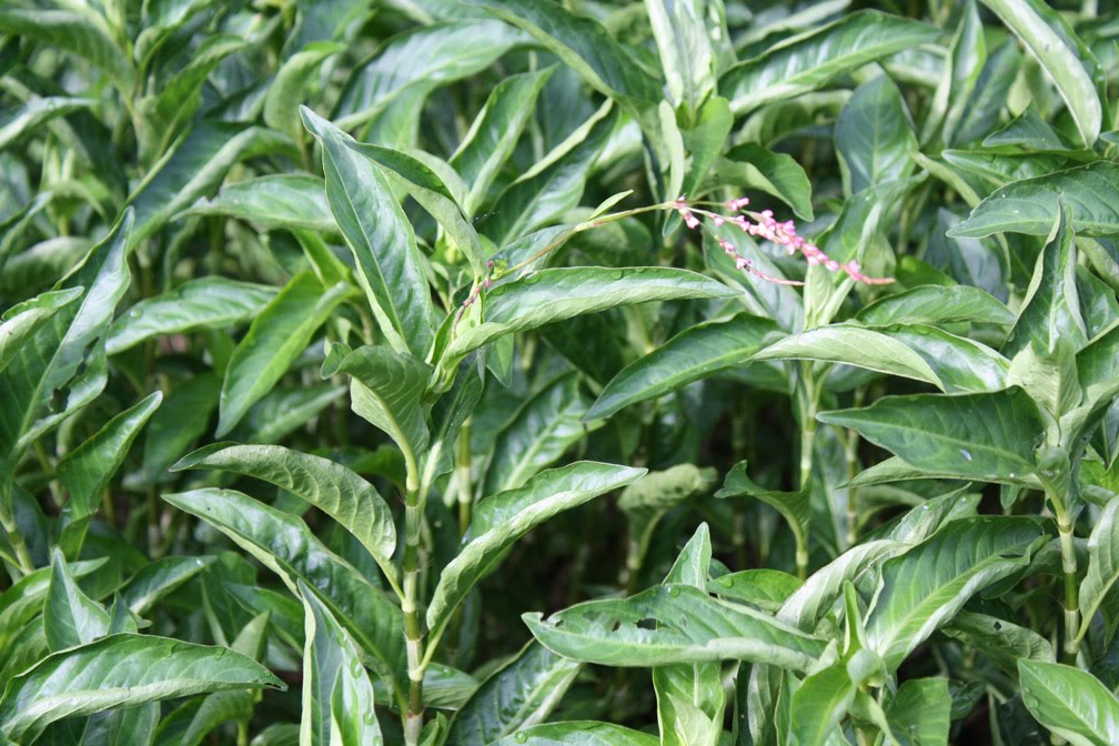 oklahoma tinctoria: August 2010