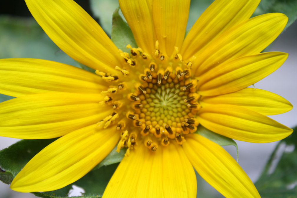 oklahoma tinctoria: Seed to Skein 2010 Dye Garden Project, Part VI