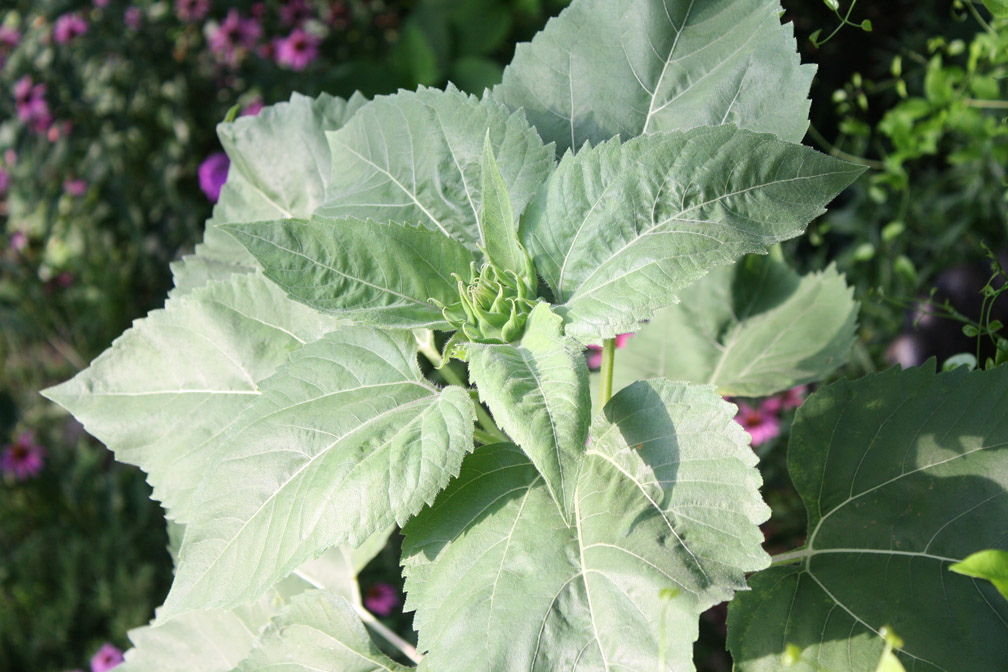 oklahoma tinctoria: 2010