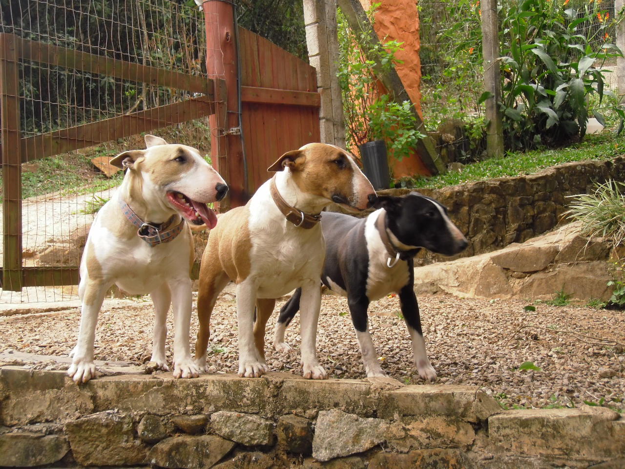 Canil Hunter´s Hill Bull Terrier: Canil Hunter´s Hill especializado em ...