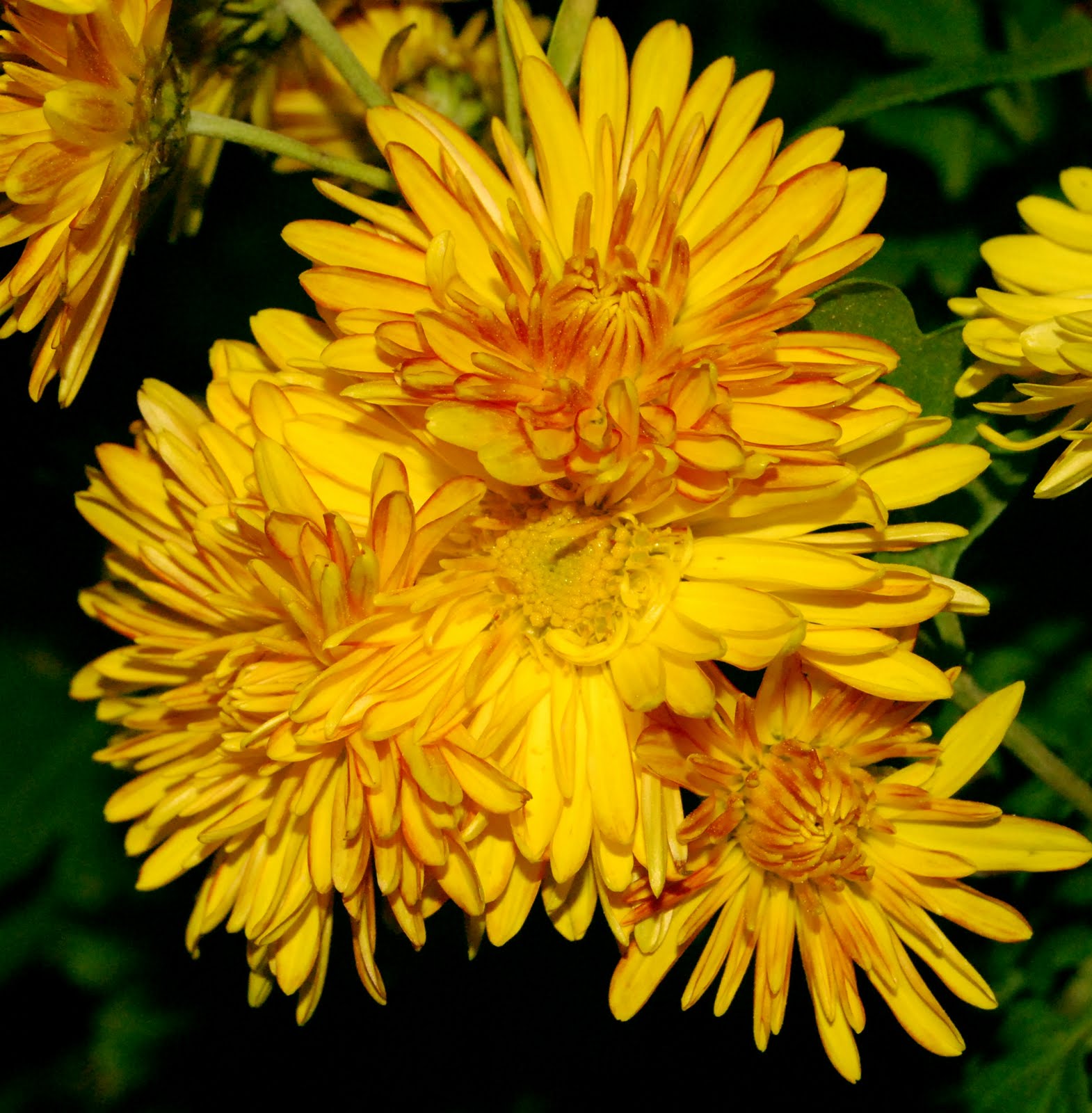 Paletas de cores: Flor - de - ouro