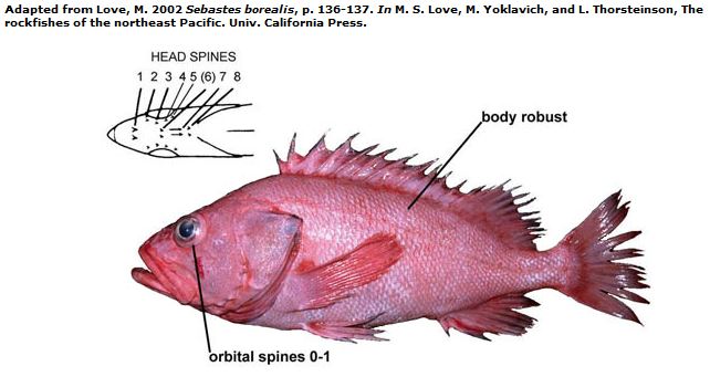 Tholepin: Alaska Journal of Commerce Reports Rockfish Decision