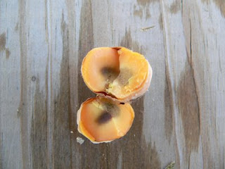 Journals of an Amateur Naturalist: Floating Acorns