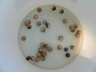 Journals of an Amateur Naturalist: Floating Acorns