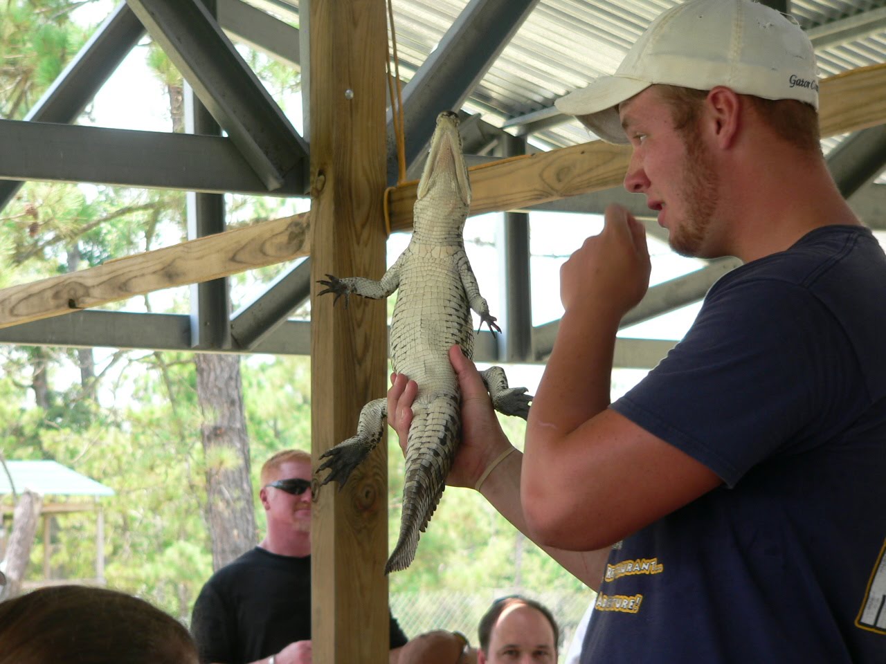 Journals of an Amateur Naturalist: Gator Country