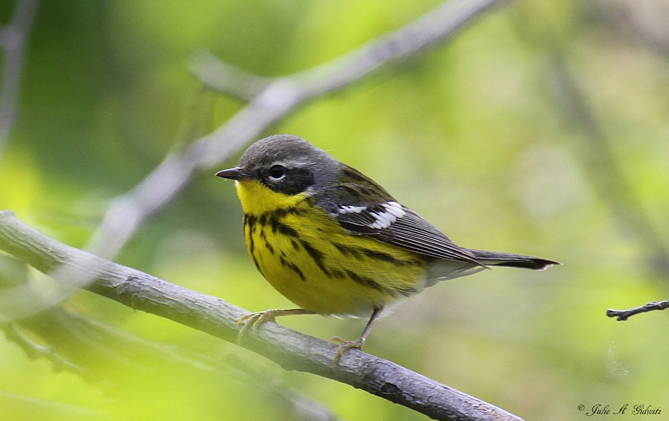 Nature's Splendor: Wondrous Warblers