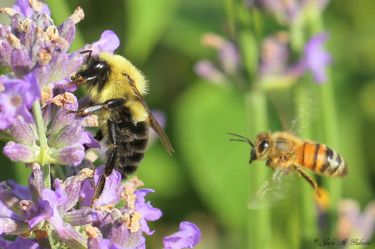 Nature's Splendor: Pollen Wallowers