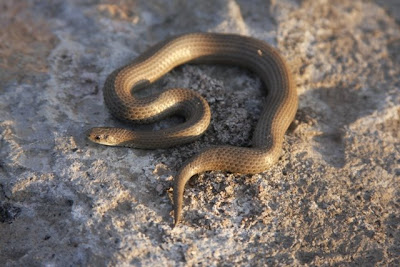 Adventures in the Mara: Slug-Eater Snake