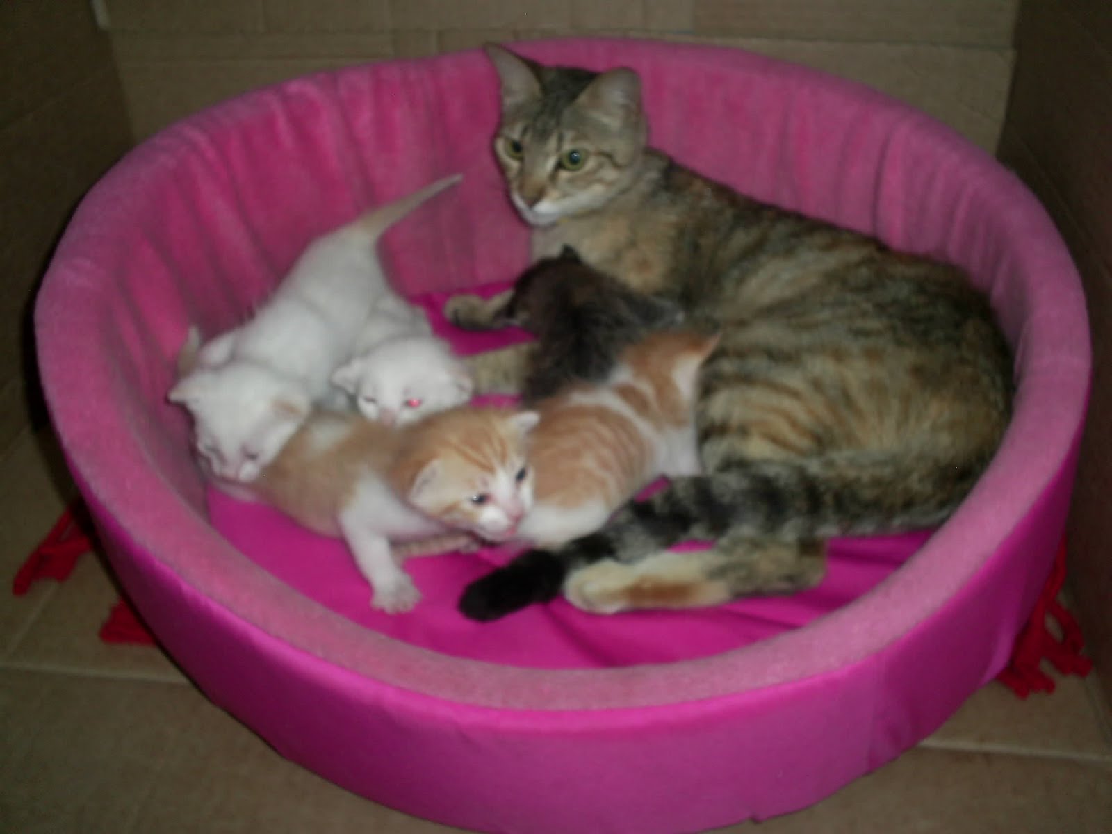 Fotos de gatitos tiernos y bebés chistosos - Imagui