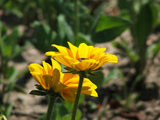 Keeping Up With the Evanses