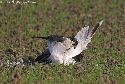 All The Fun Facts....: Bird Survives Vicious Hawk Attack