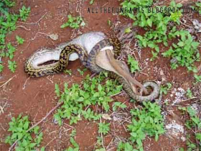 All The Fun Facts....: Snake Eats Kangaroo