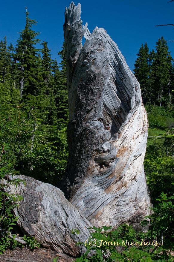 Pacific Northwest Photography: Heather Meadows, Mt. Baker Ski Area