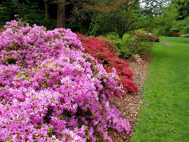 Urban Landscape, Native Landscape: Azalea Way