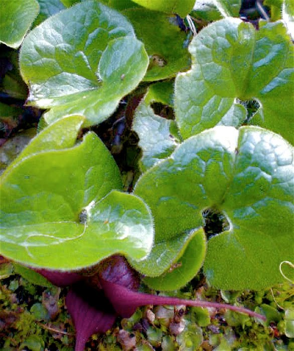 Urban Landscape, Native Landscape: Asarum caudatum
