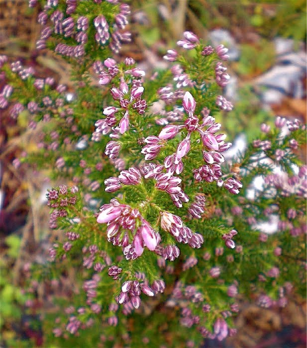 Urban Landscape, Native Landscape: Ericaceae: The Heath Family
