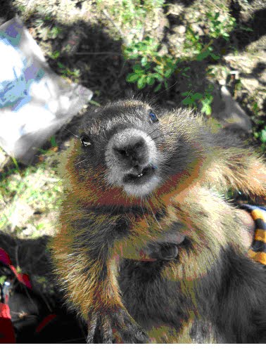 Marmot minutes: Marmots for all ages