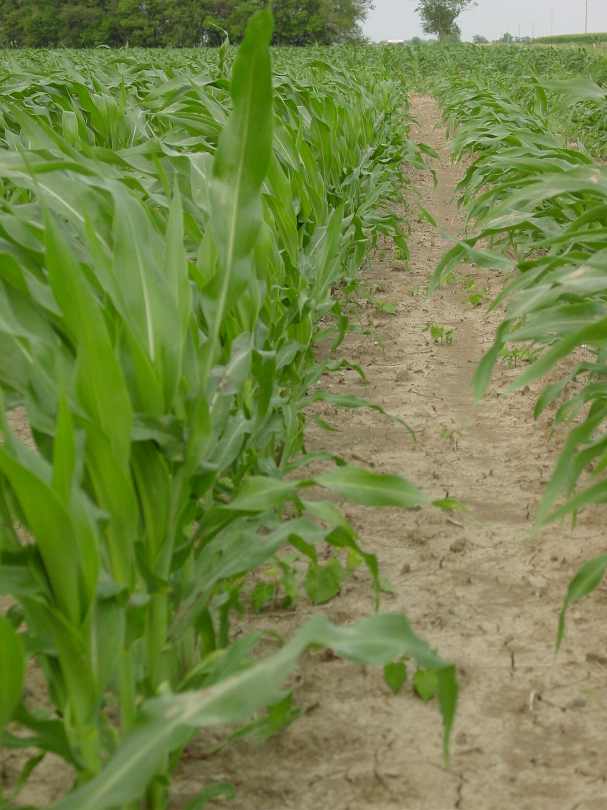 The Bacon Blogger: Cornography