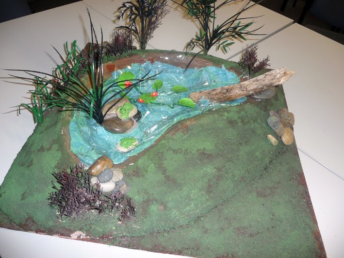Toadally Awesome Toad Facts: Making a frog pond model!