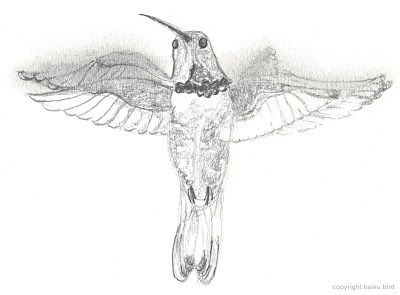haiku bird: hummingbird in flight (original pencil sketch)