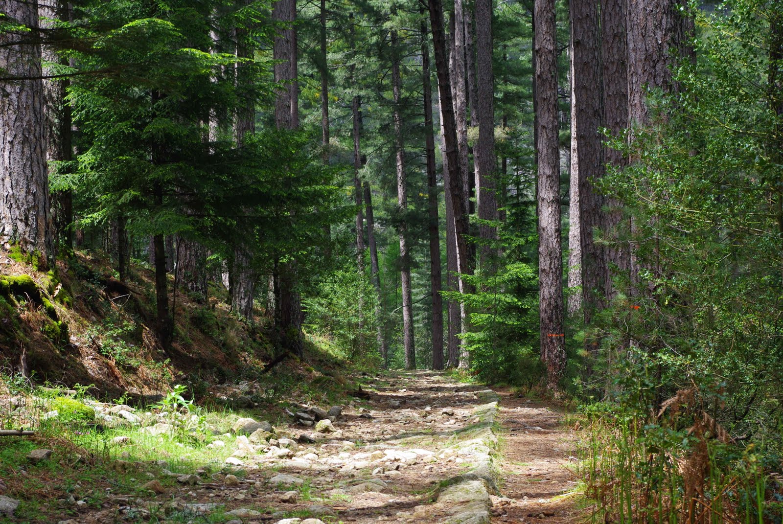 Notre voyage 2008: Destination la forêt d'Aïtone