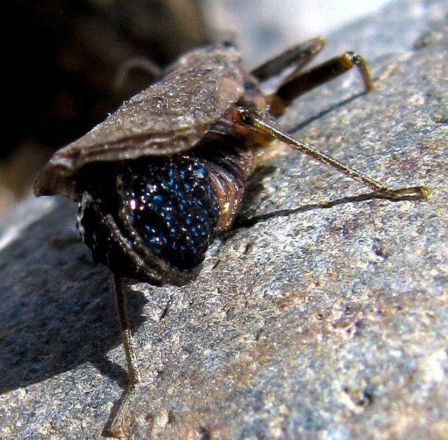 Troutbugs: Year in Pictures