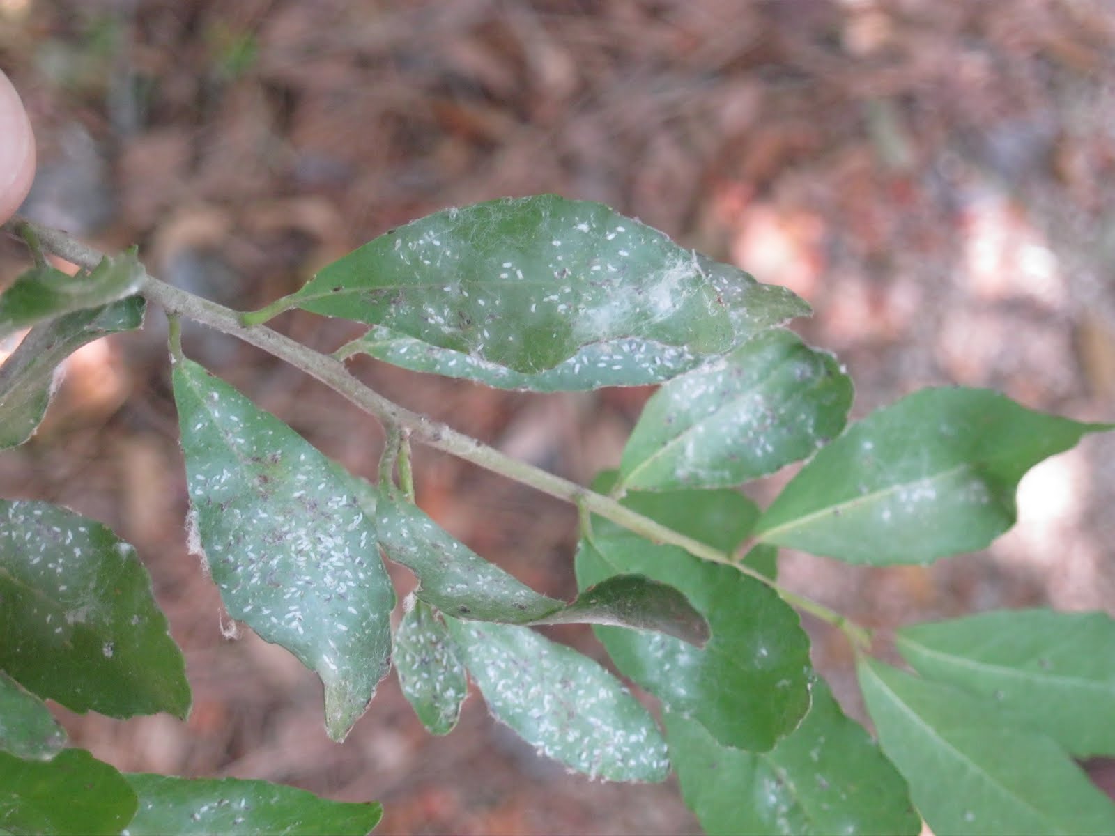 Houston Tree Service Review with Gene Basler: Scale on Yaupon Holly ...
