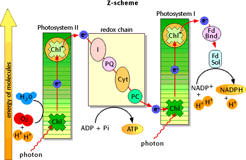 Biology 11: Topic 14: Photosynthesis
