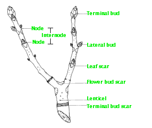 Biology 10: Topic 8: Plant parts