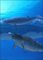 The Eclectic Elephant: 10 steps on the road to modern cetaceans