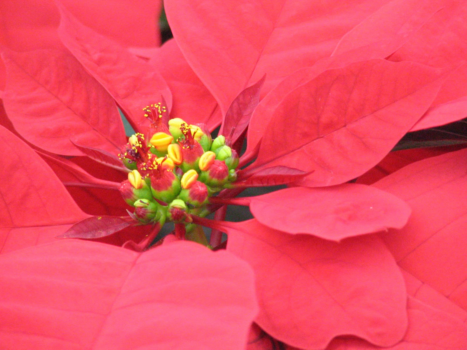 Holiday Fun Facts: The Mystery of the Christmas Poinsettia – Rotator Rod